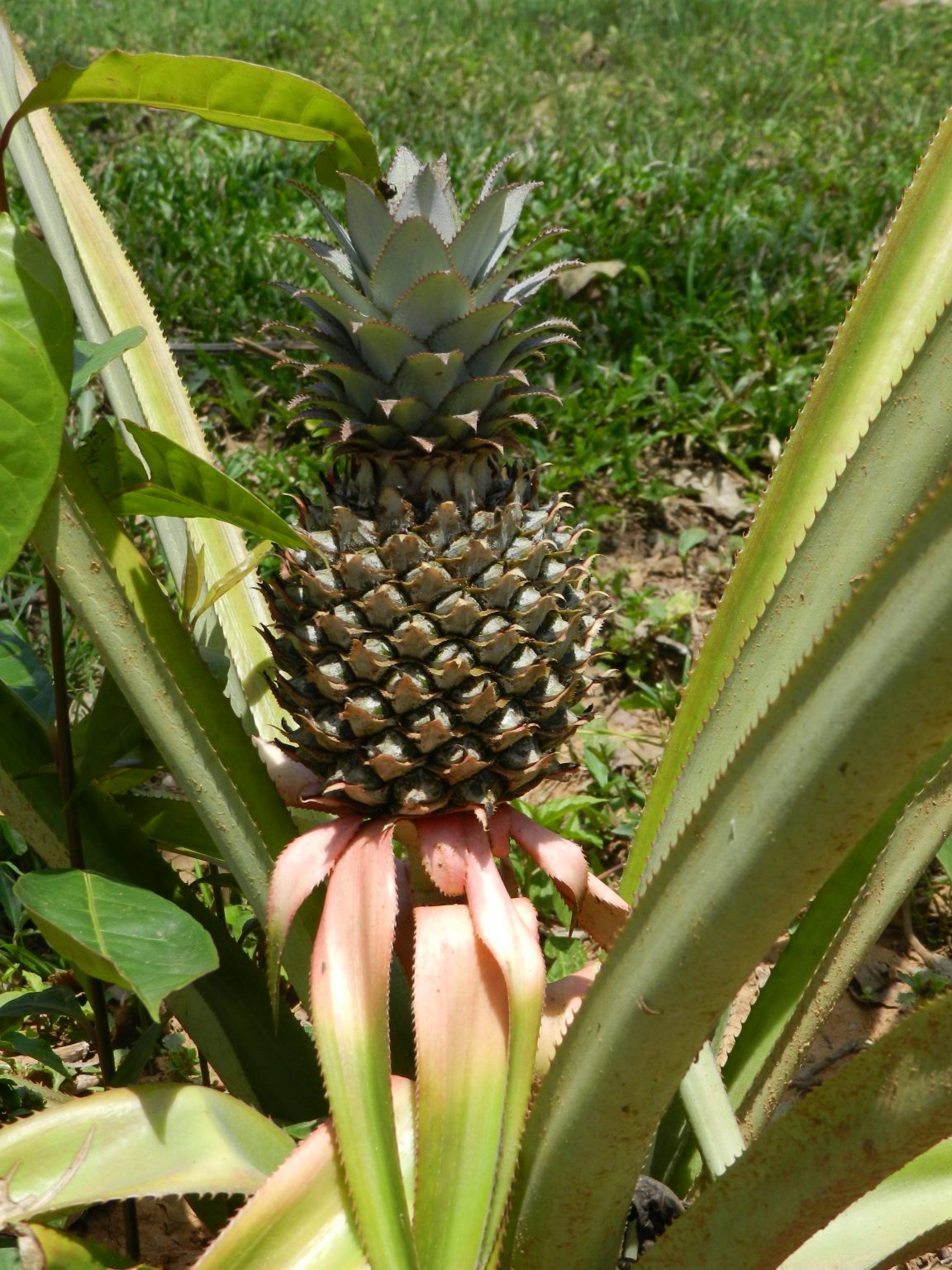 Belize History: Mayans To Colony To Freedom