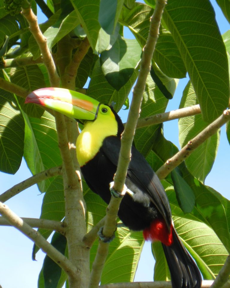 The Amazing Belize National Animal & 5 Other Symbols