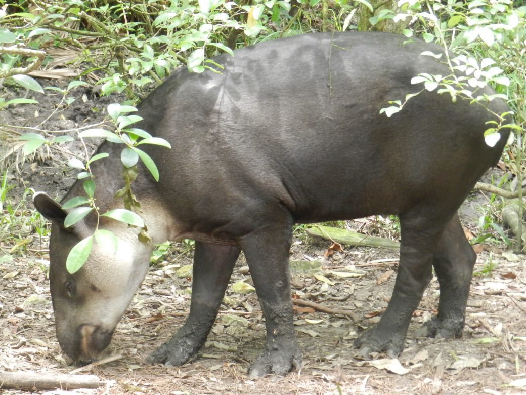 The Amazing Belize National Animal & 5 Other Symbols