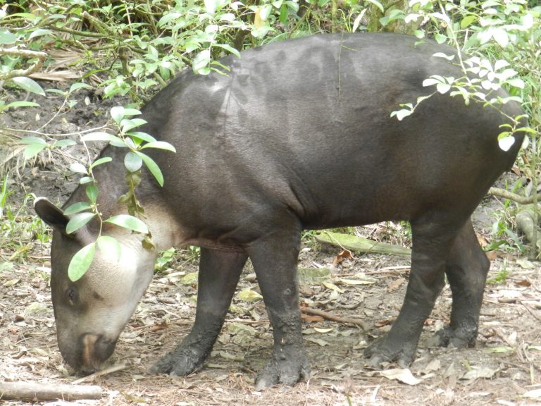 The Amazing Belize National Animal & 5 Other Symbols