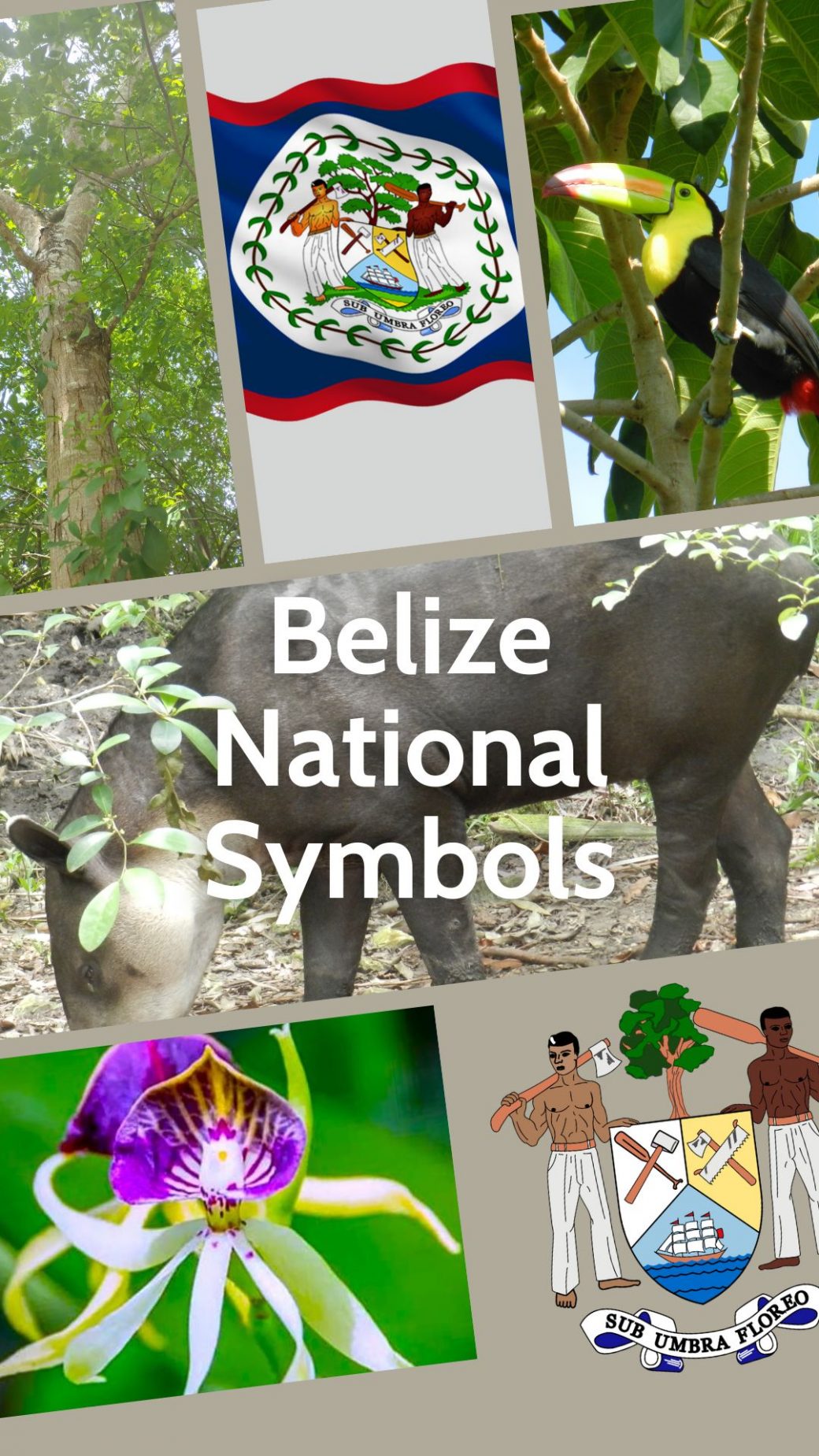 The Amazing Belize National Animal & 5 Other Symbols