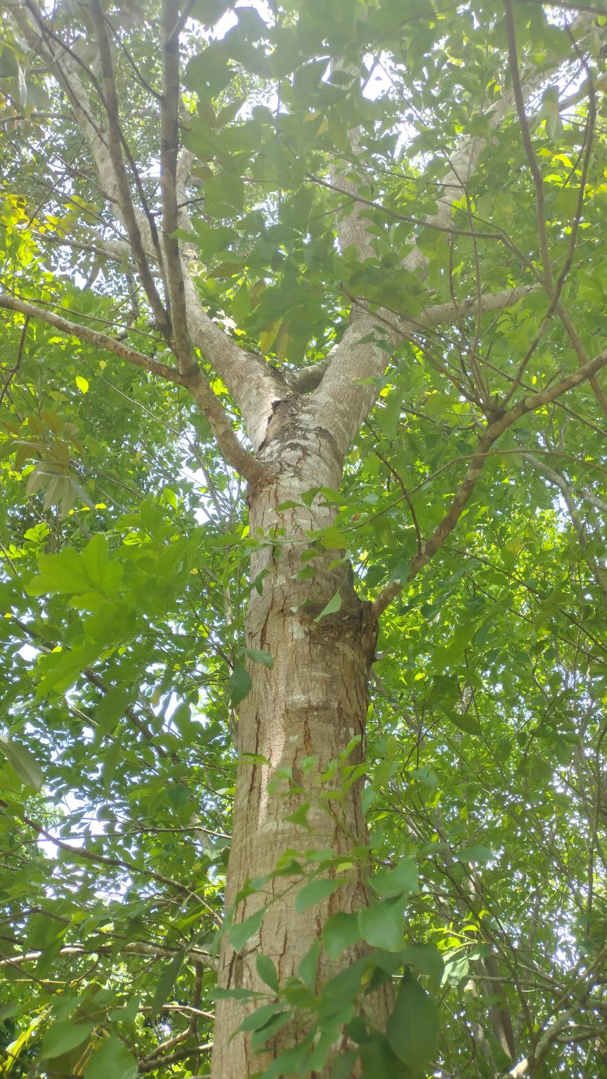 The Amazing Belize National Animal & 5 Other Symbols