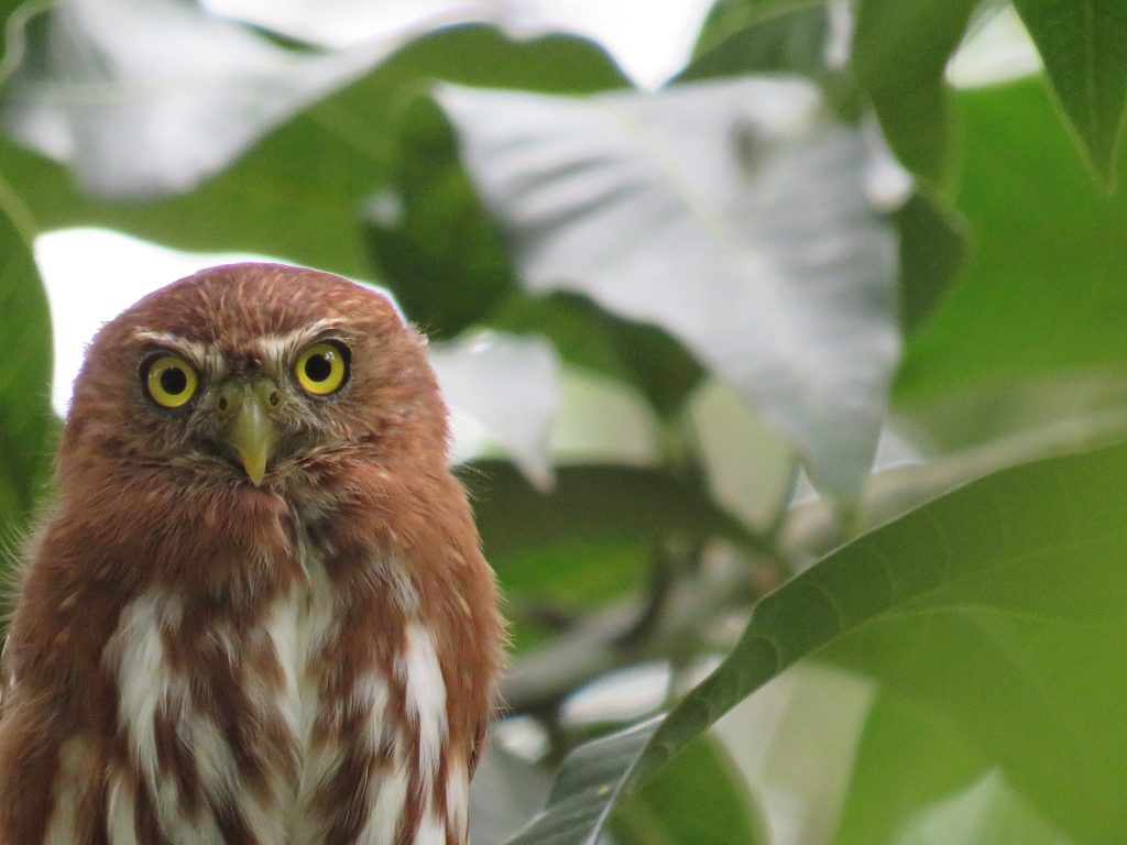 Belize Bird Watching - Bird Watching In Belize