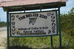 Explore Amazing Belize Wildlife: A Journey Through Nature